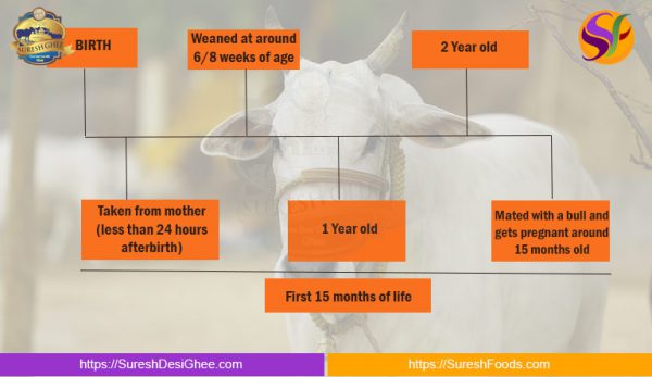 Life Cycle Of Cow Suresh Desi Ghee